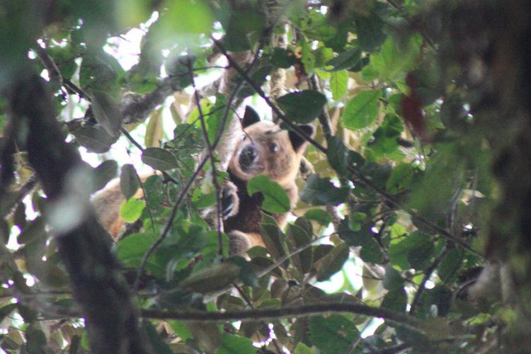 Papuan Tree Kangaroo Made Its Appearance in West Papuan Jungle after 90 ...