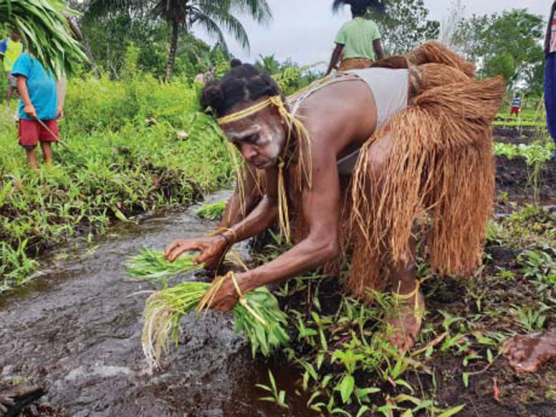 Community Gardens Nourish Asmat Children – West Papua Now