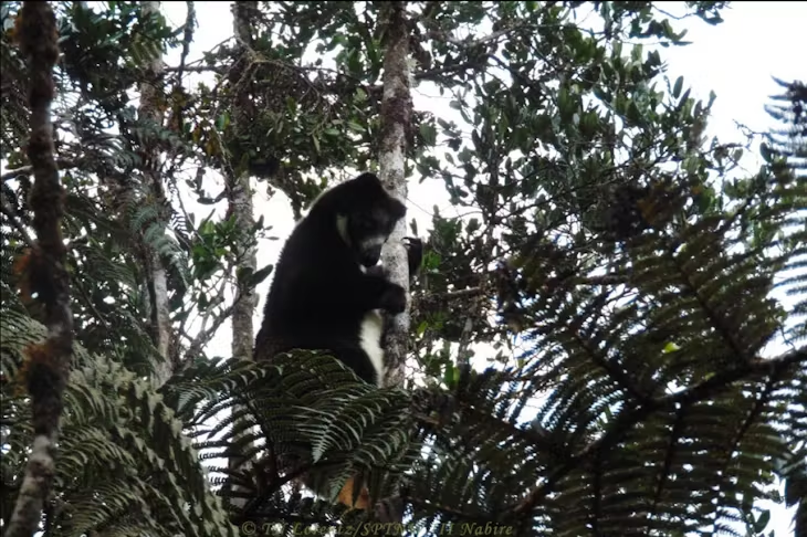 Dingiso, the Endangered Kangaroos of Papua – West Papua Now