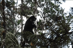 Dingiso, the Endangered Kangaroos of Papua – West Papua Now