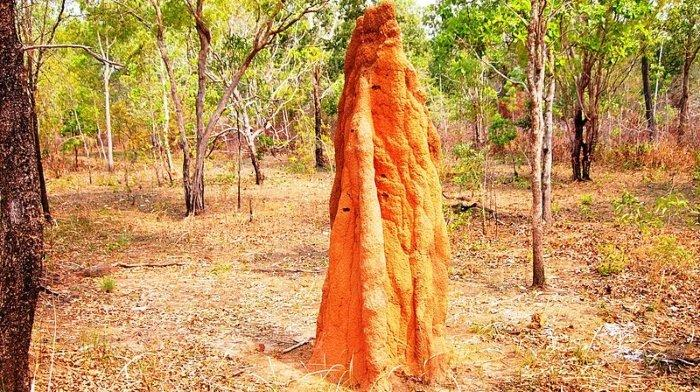 Musamus, the Giant Ant Hills of Wasur National Park Merauke, South ...