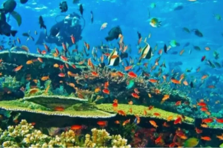 Diving into History and Beauty: Underwater Nature Tourism in Papua at ...