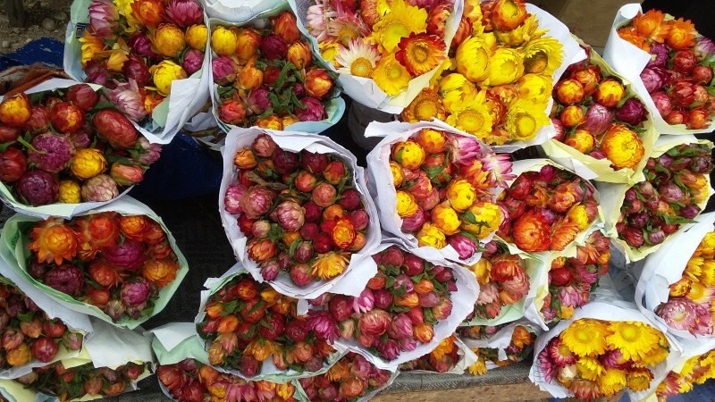 Papua Edelweiss Flower: A Beautiful Bloom with Plastic-like Traits ...
